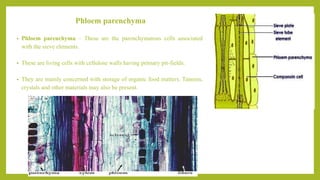 PHLOEM.pptx