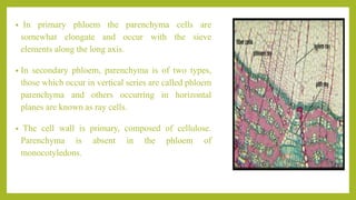 PHLOEM.pptx