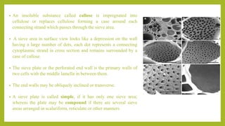 PHLOEM.pptx