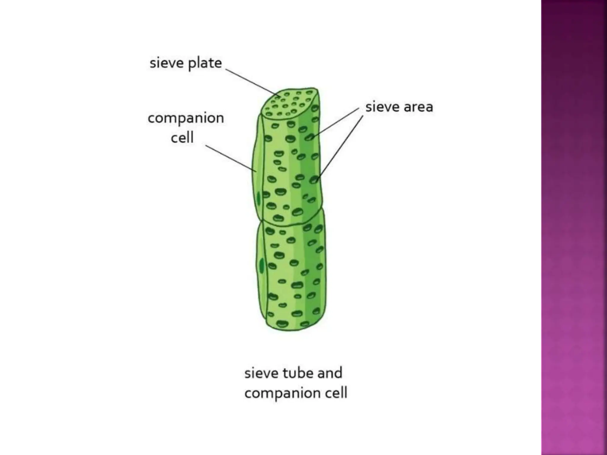 Basic information about phloem structure.pptx