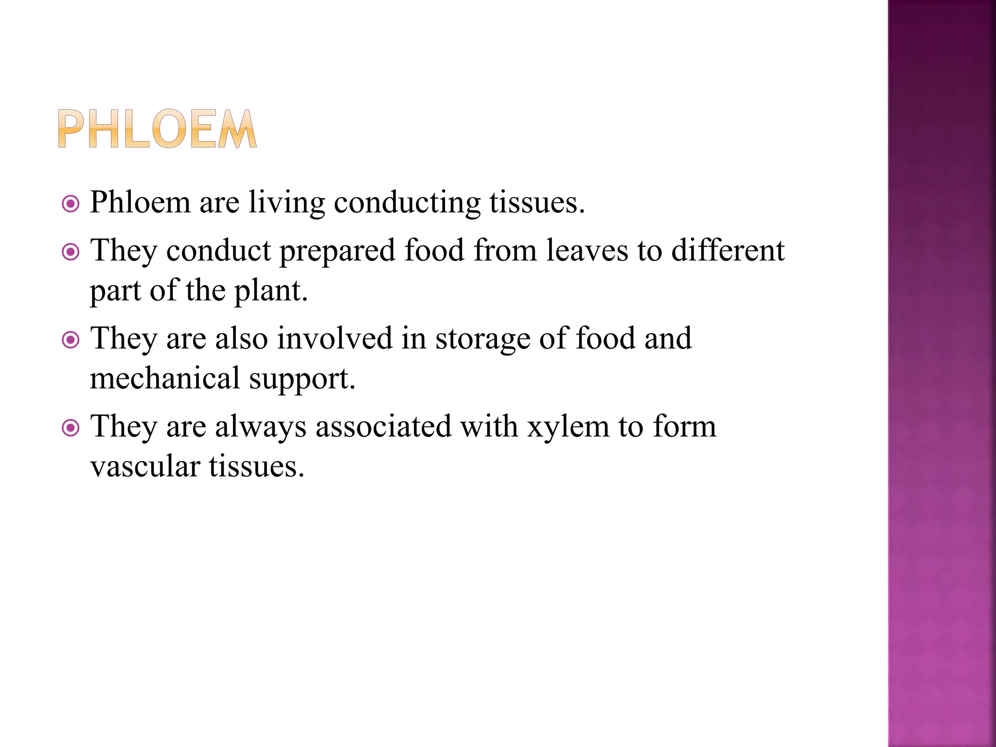 Basic information about phloem structure.pptx