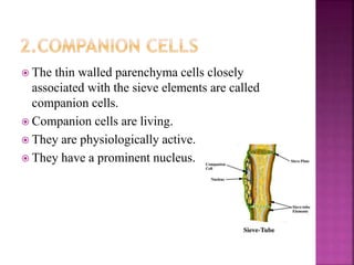 Basic information about phloem structure.pptx