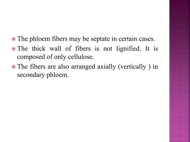 Basic Information About Phloem Structure Pptx