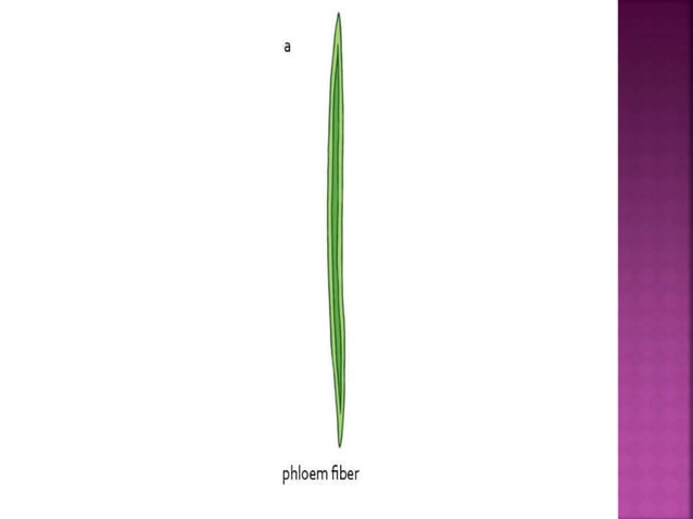Basic Information About Phloem Structure Pptx