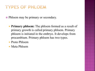 Basic information about phloem structure.pptx