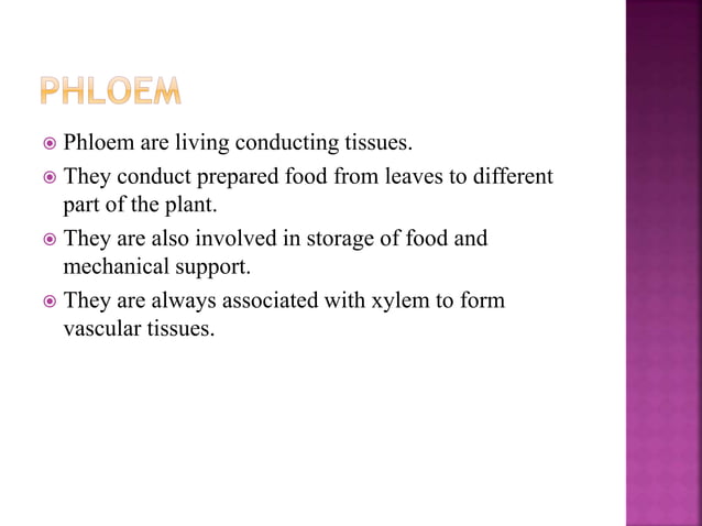 Basic information about phloem structure.pptx