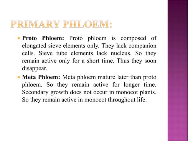Basic information about phloem structure.pptx