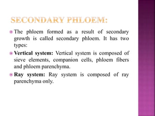 Basic information about phloem structure.pptx