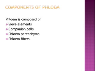 Basic information about phloem structure.pptx