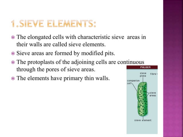Basic Information About Phloem Structure Pptx