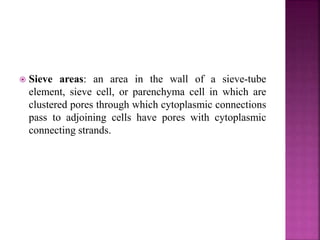 Basic information about phloem structure.pptx