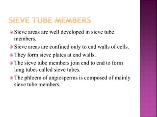 Basic information about phloem structure.pptx
