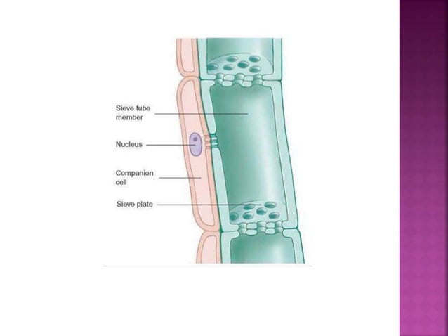 Basic information about phloem structure.pptx