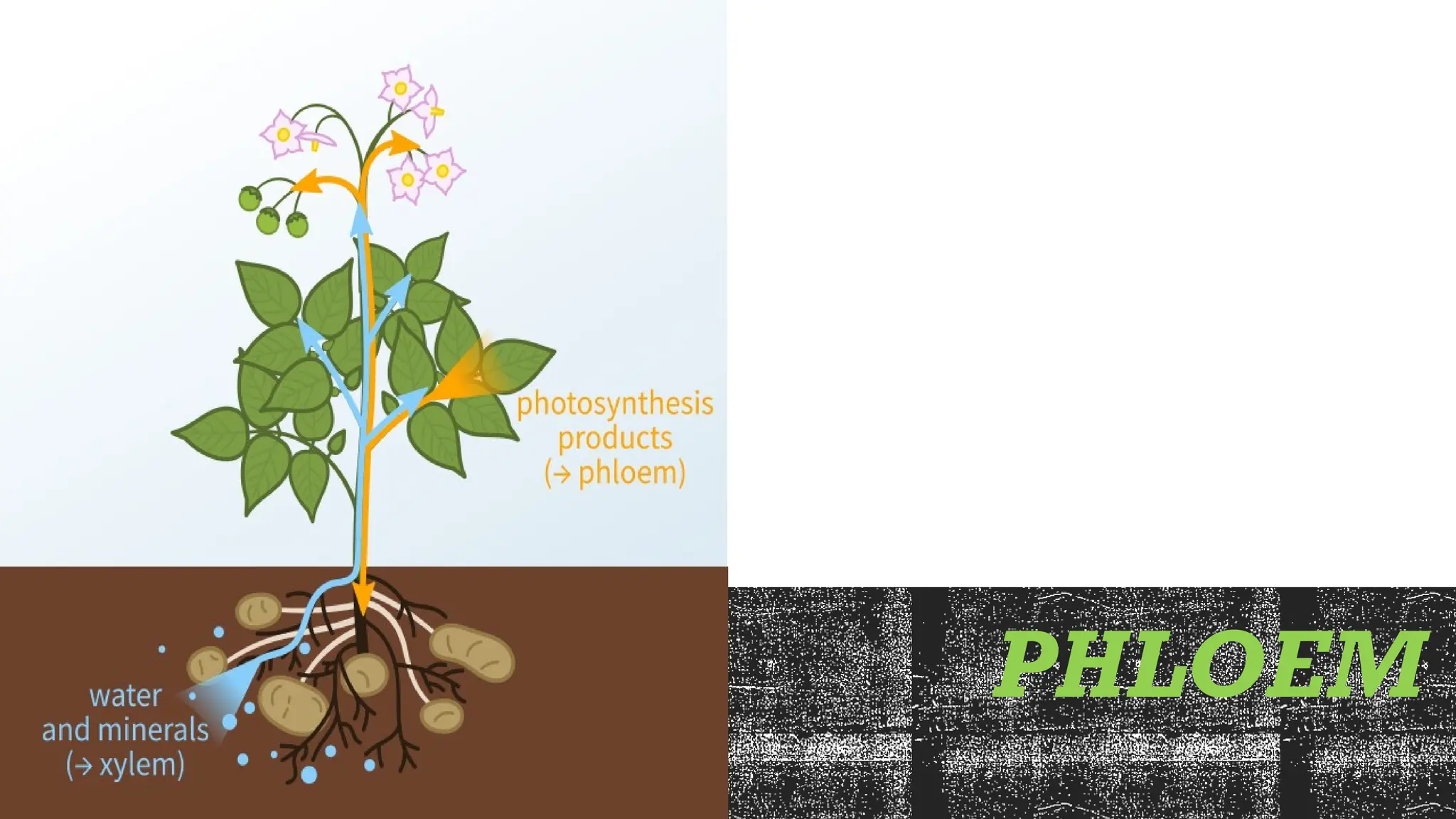 Phloem Tissue, CLassification and its Composition.pptx
