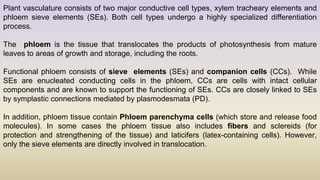 Phloem diffrentiation | PPTX