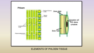 Phloem diffrentiation | PPTX