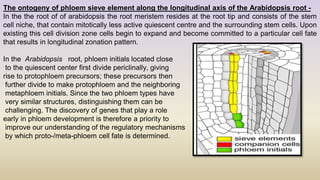 Phloem diffrentiation | PPTX