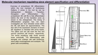 Phloem diffrentiation | PPTX