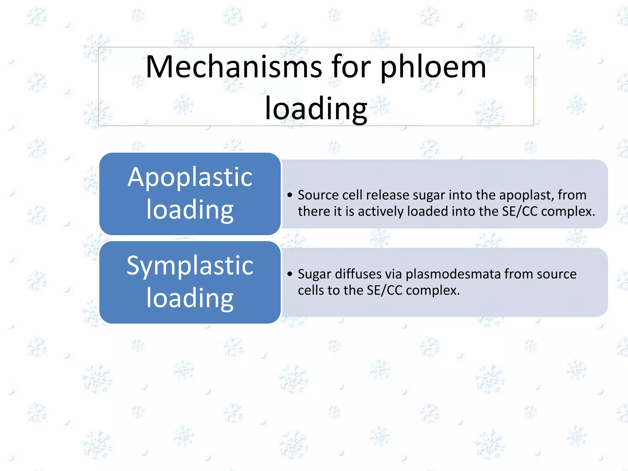 Phloem loading | PPTX
