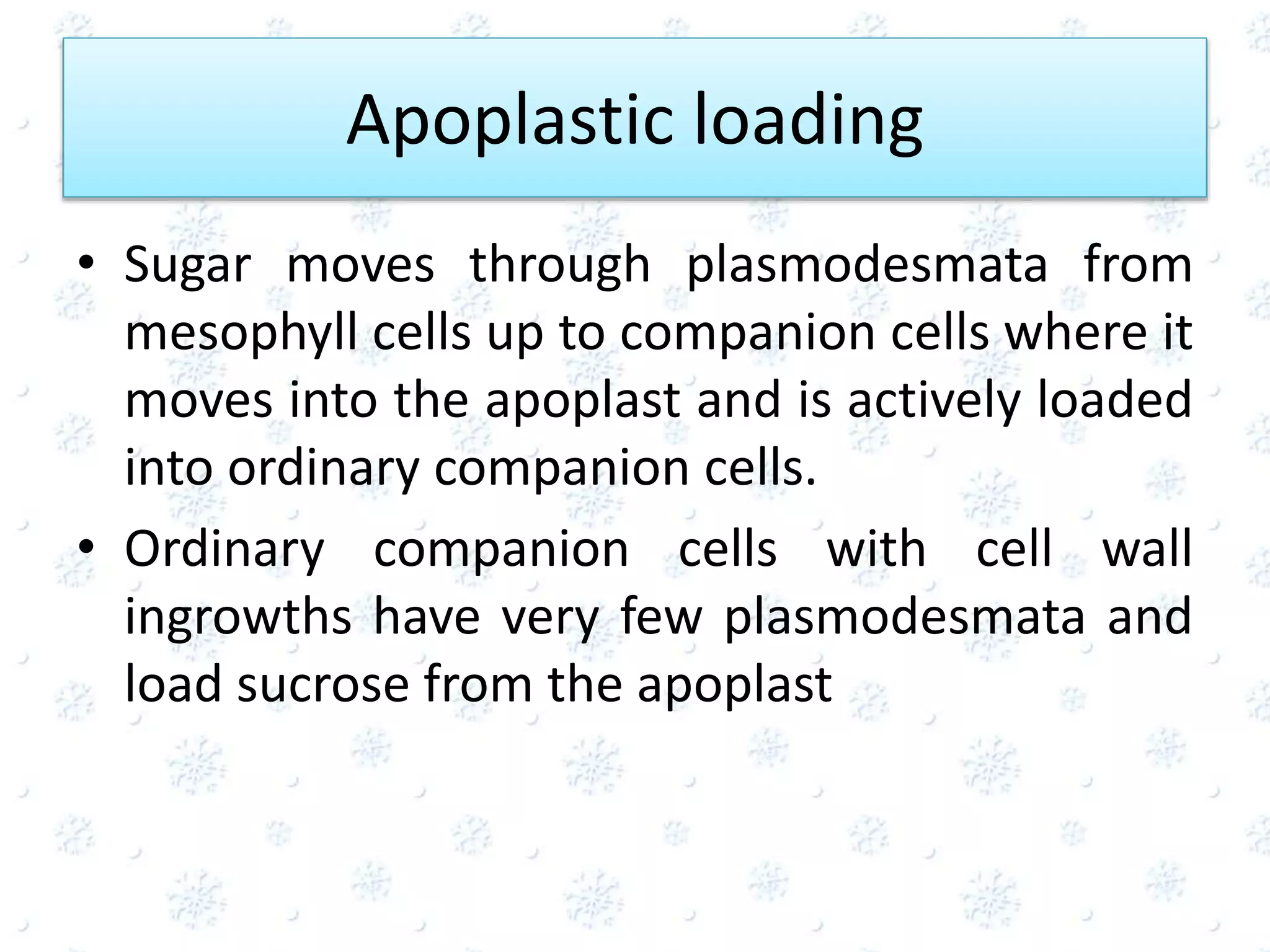 Phloem loading | PPTX
