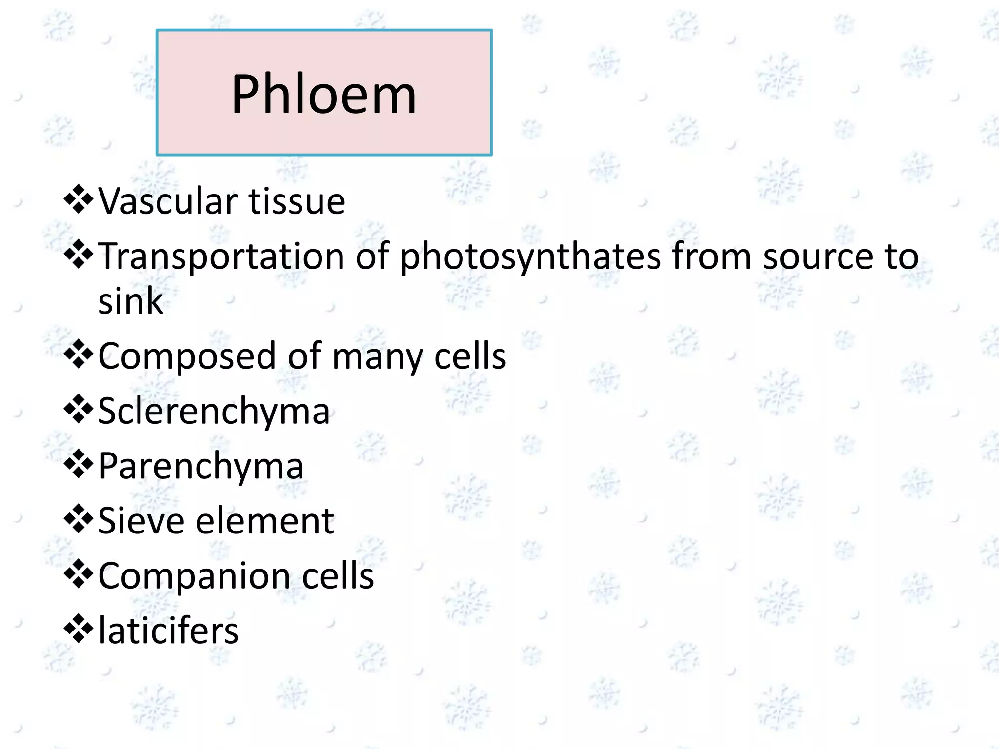 Phloem loading | PPTX