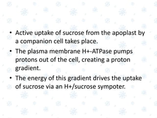 Phloem loading | PPTX