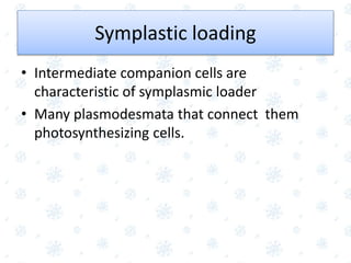 Phloem loading | PPTX