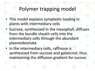 Phloem loading | PPTX