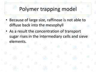 Phloem loading | PPTX