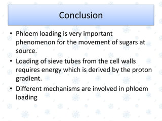 Phloem loading | PPTX