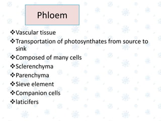 Phloem loading | PPTX