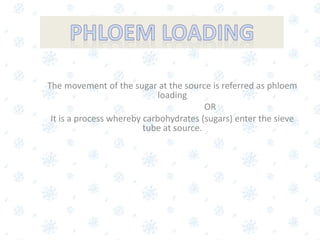 Phloem loading | PPTX