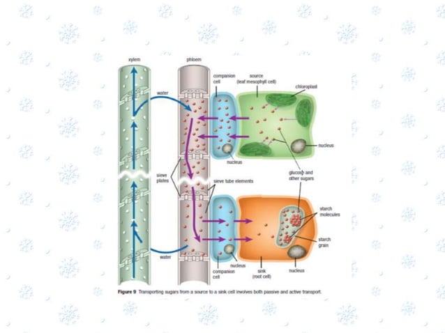 Phloem loading | PPTX | Biological Sciences | Science