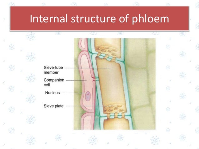 Phloem loading