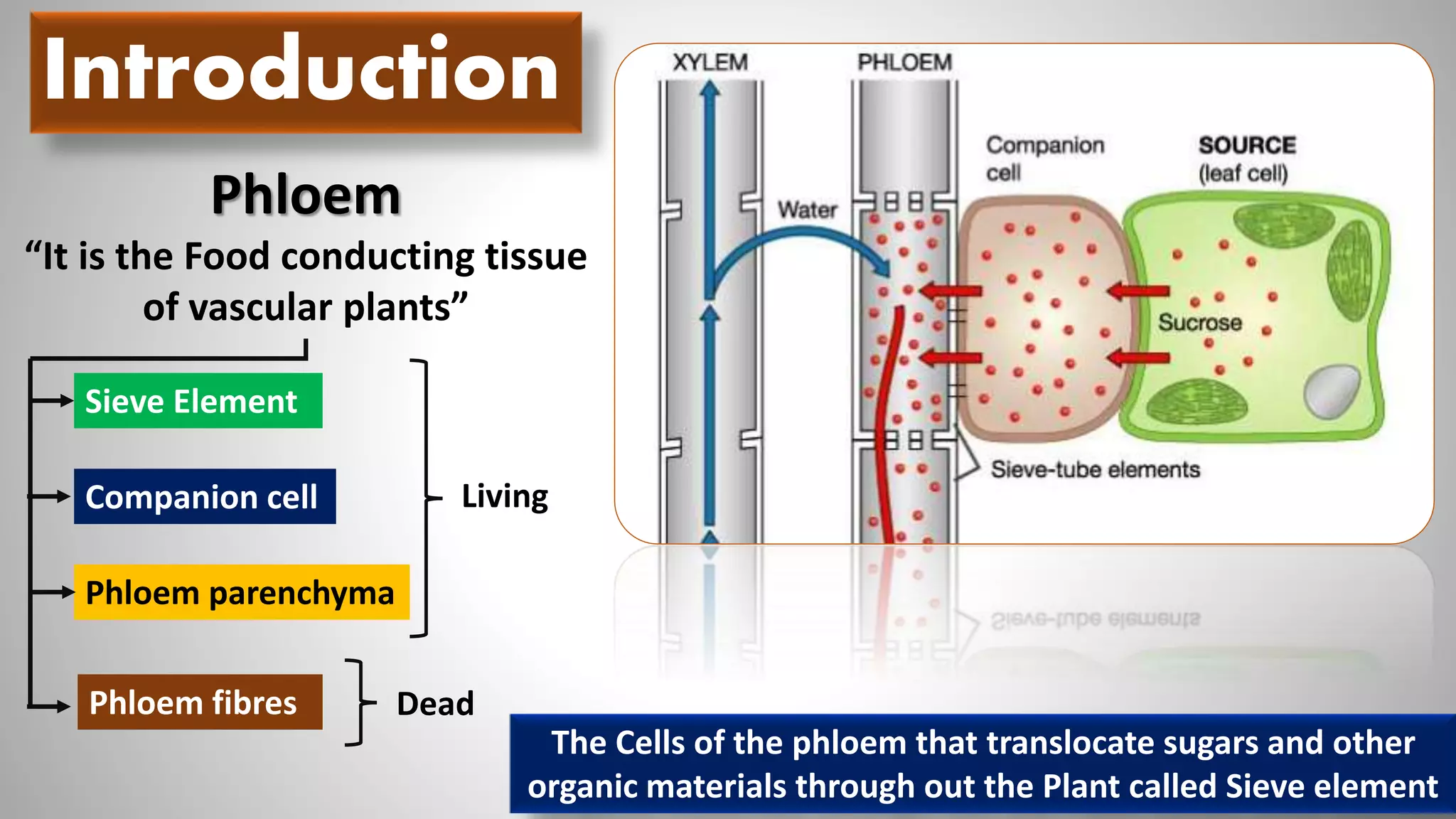 Phloem loading ( Food Transported) | PPTX