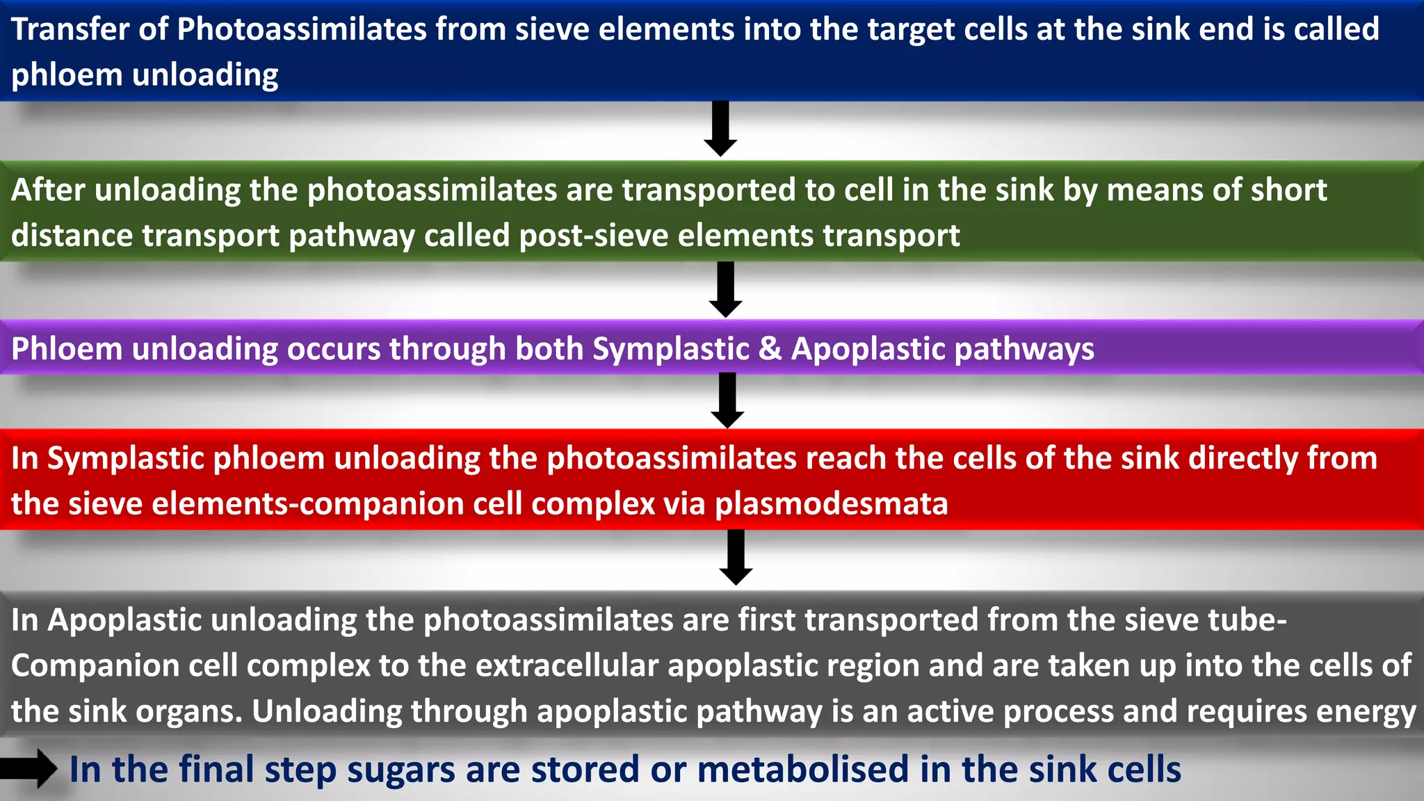 Phloem loading ( Food Transported) | PPTX