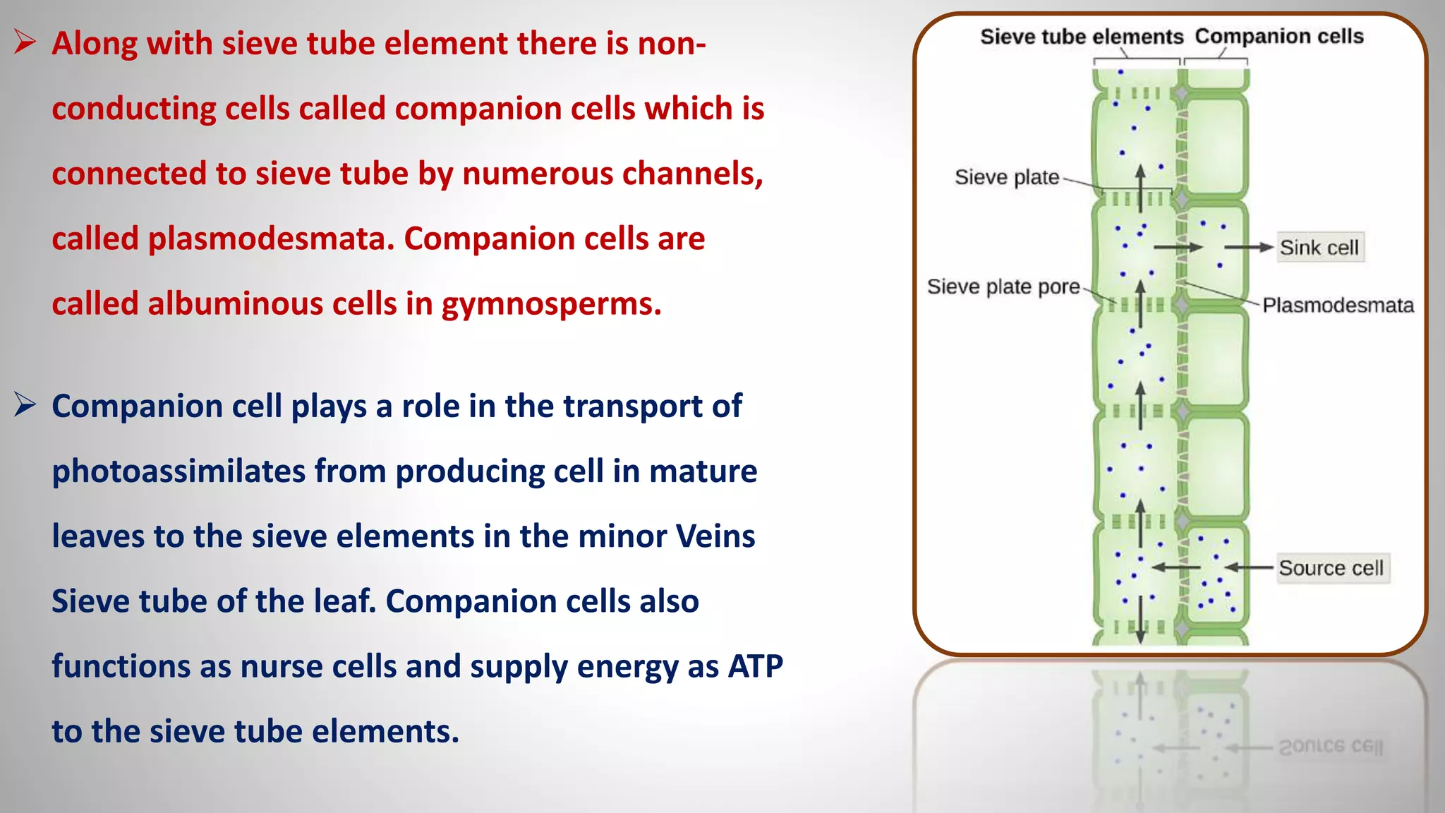 Phloem loading ( Food Transported) | PPTX