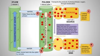 Phloem loading ( Food Transported) | PPTX