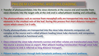 Phloem loading ( Food Transported) | PPTX