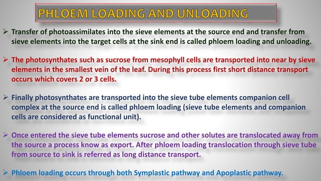 Phloem loading ( Food Transported) | PPTX | Gardening | Home & Garden