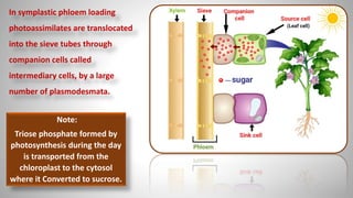 Phloem loading ( Food Transported) | PPTX