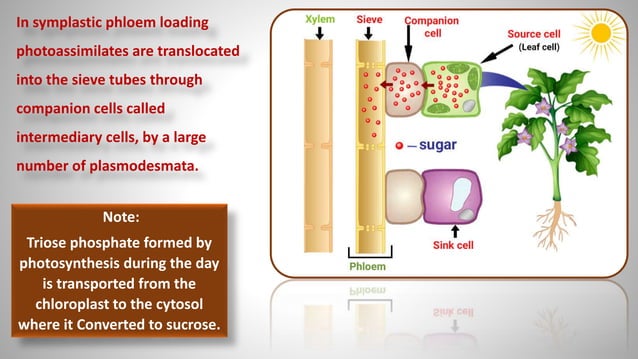 Phloem loading ( Food Transported) | PPTX | Gardening | Home & Garden