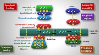 Phloem loading ( Food Transported) | PPTX