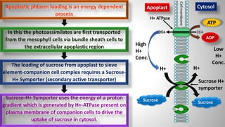 Phloem loading ( Food Transported) | PPTX