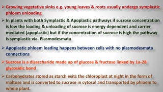 Phloem loading ( Food Transported) | PPTX
