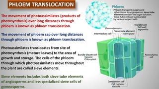 Phloem loading ( Food Transported) | PPTX