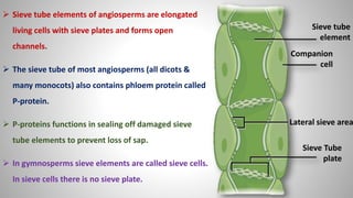 Phloem loading ( Food Transported) | PPTX