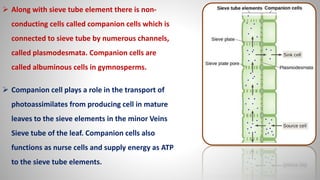 Phloem loading ( Food Transported) | PPTX