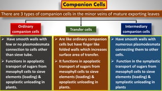 Phloem loading ( Food Transported) | PPTX