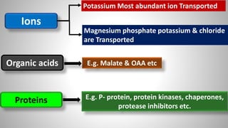 Phloem loading ( Food Transported) | PPTX